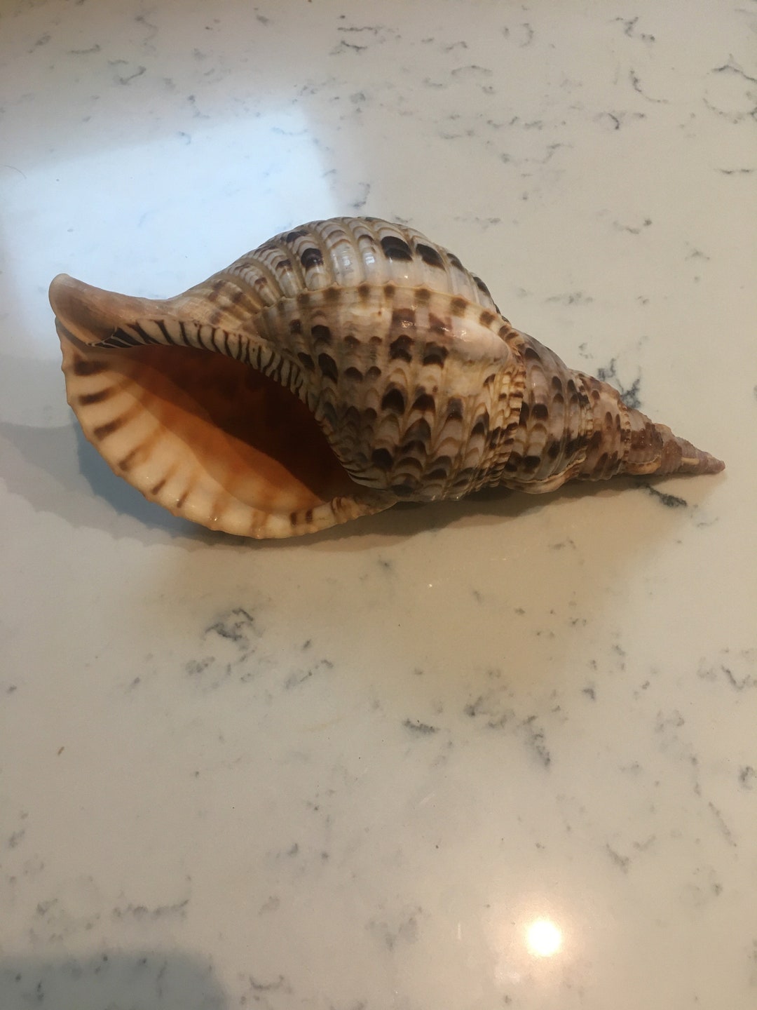 Trumpet Triton Shell Charonia Tritonis Rare Antique Sea Shell Giant ...