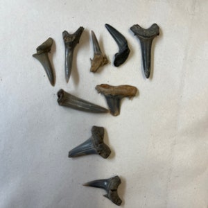 Fossil Shark Teeth X10 3/4 Pieces Various Species From Beltinge UK Kent ...