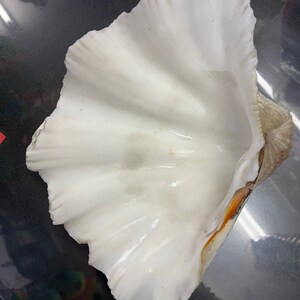 Giant Clam Shell Real Sea Shell Rare Strawberry Bear Claw Clam Horses ...