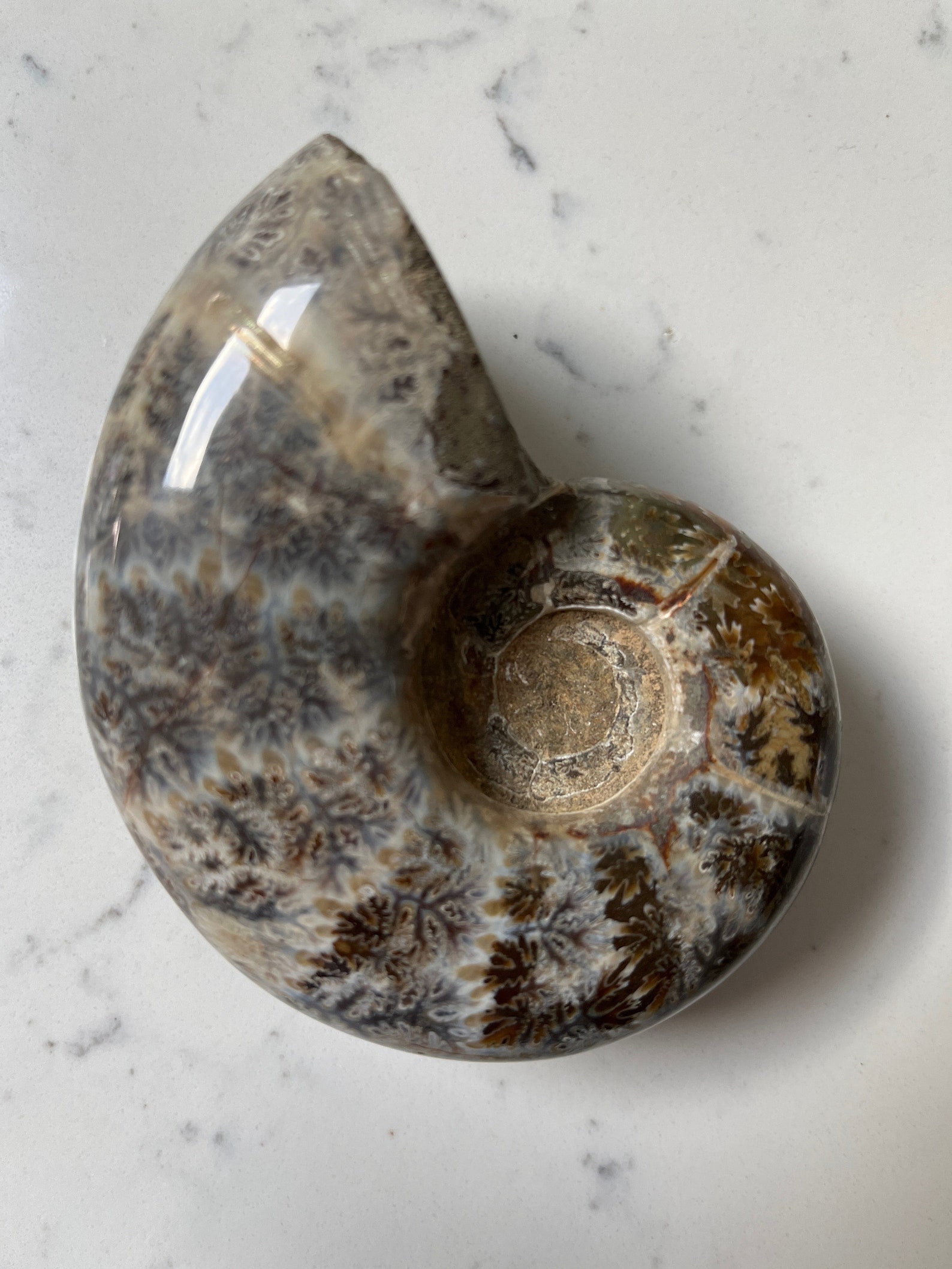Nautilus Fossil Natural Ancient Chambered Shell Polished Oak Leaf - Etsy