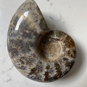 Nautilus Fossil Natural Ancient Chambered Shell Polished Oak Leaf - Etsy