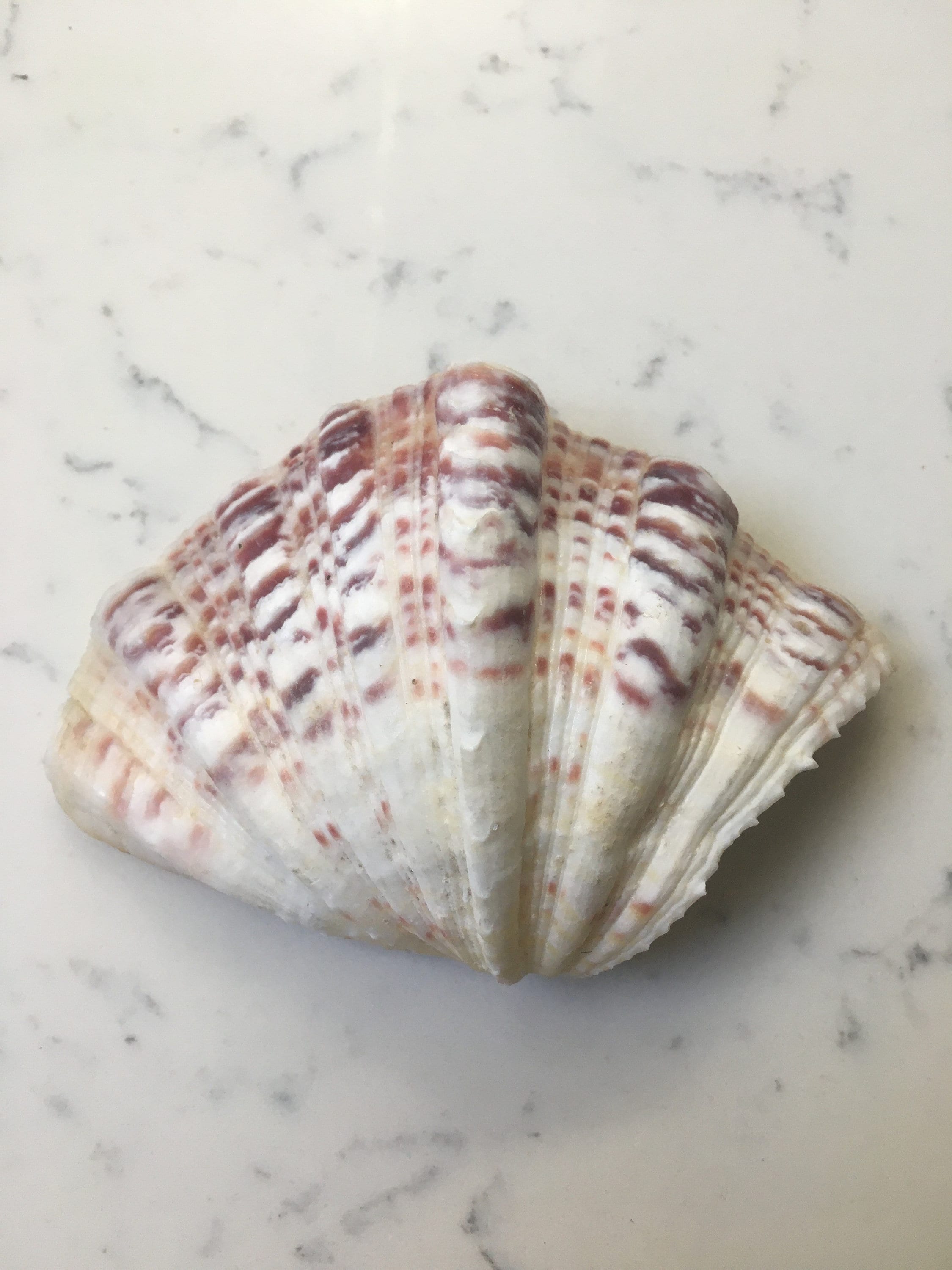 Giant Clam Shell Strawberry Bear Claw Clam Horses Hoof Clam Rare ...