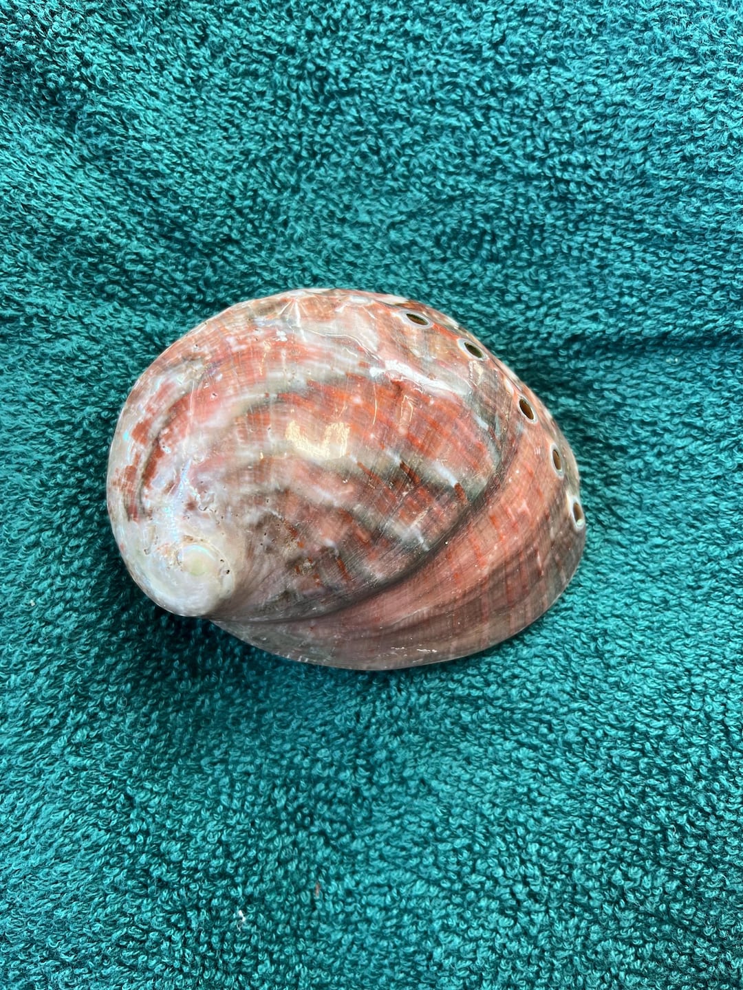 Pinto Abalone Shell Northern Ablalone Threaded Abalone Haliotis ...