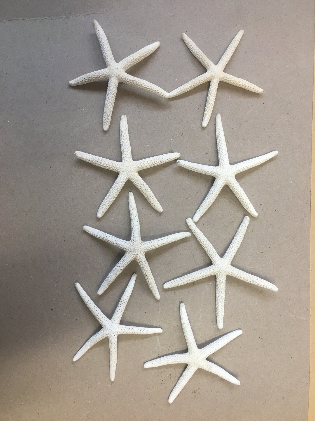 Real Pointer Starfish Natural White Dried Finger Starfish Wedding ...