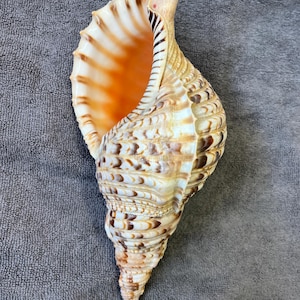 Trumpet Triton Shell Charonia Tritonis Natural Rare Antique Sea Shell ...