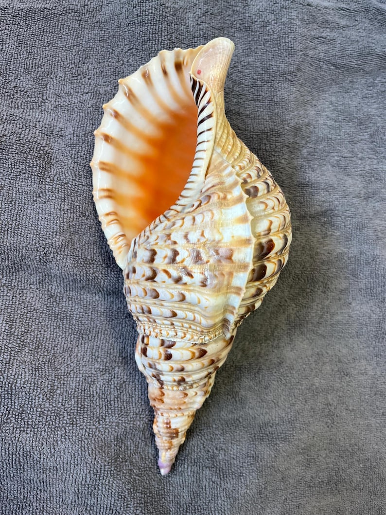 Trumpet Triton Shell Charonia Tritonis Natural Rare Antique Sea Shell ...