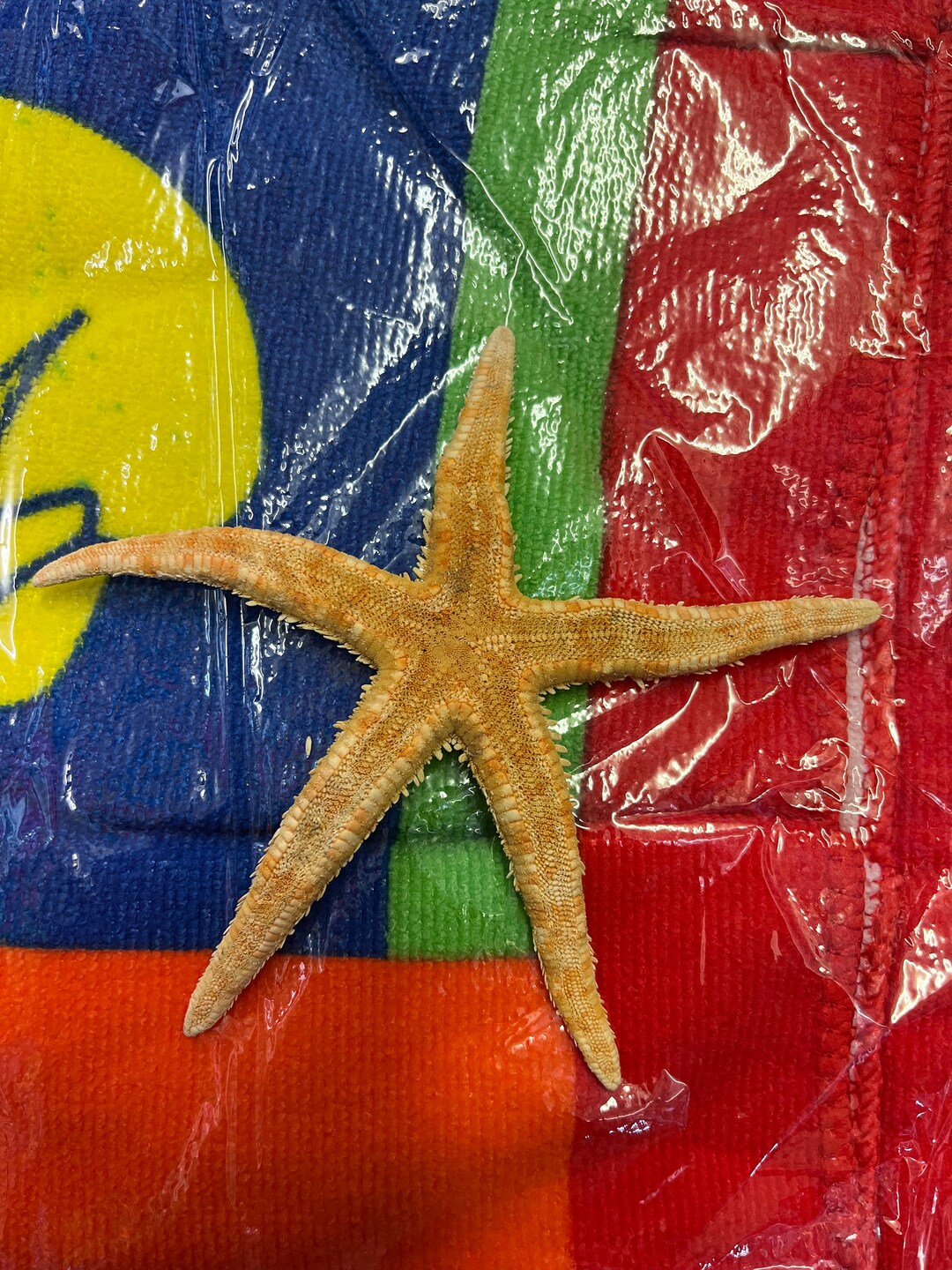 Real Common Star Fish 7-10cm Natural Orange Archaster Typicus Sand Star ...