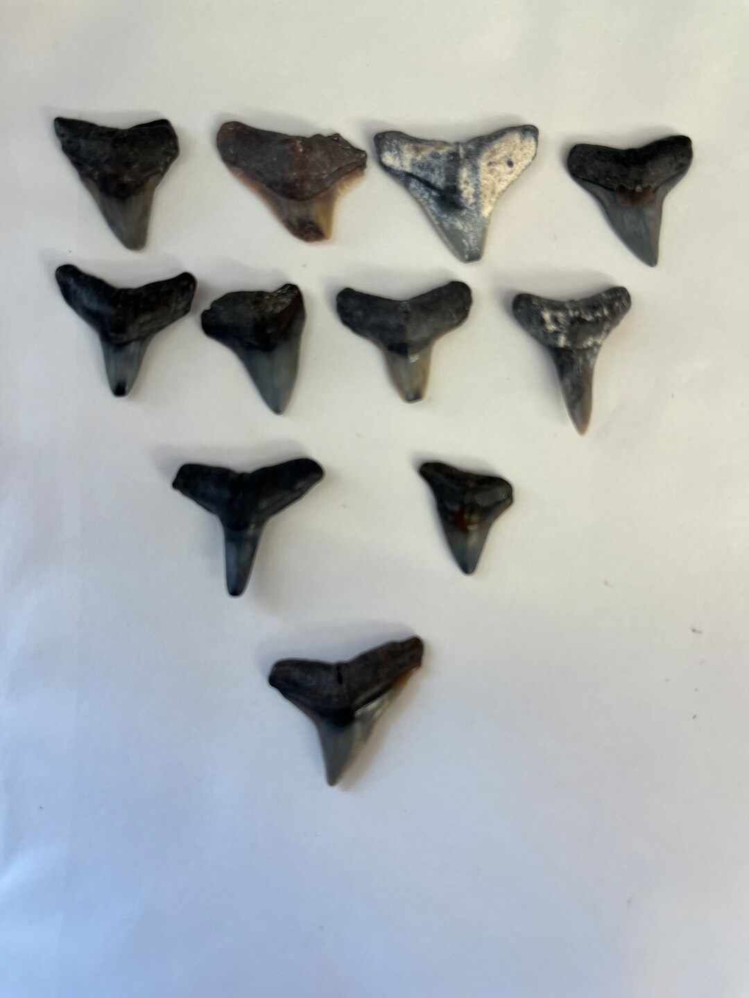 Bull Shark Tooth Fossil Shark Tooth Specimen Fossil Shark Tooth ...