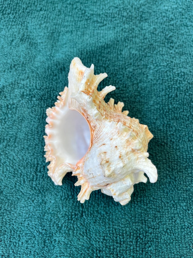 White Murex Shell Small Sea Shell Cleaned From Philippines Natural ...