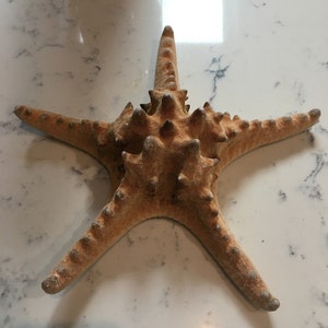 Real Starfish Giant Knobbly Starfish Dried Sea Star Giant Nodulated ...