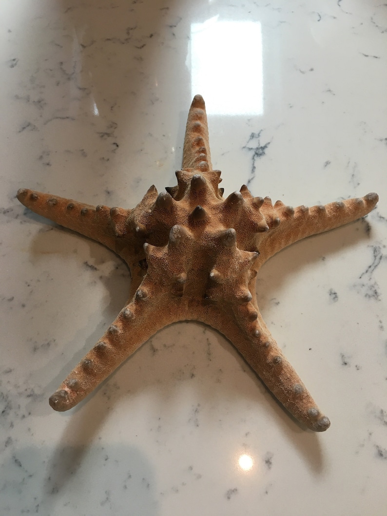 Real Starfish Giant Knobbly Starfish Dried Sea Star Giant Nodulated ...