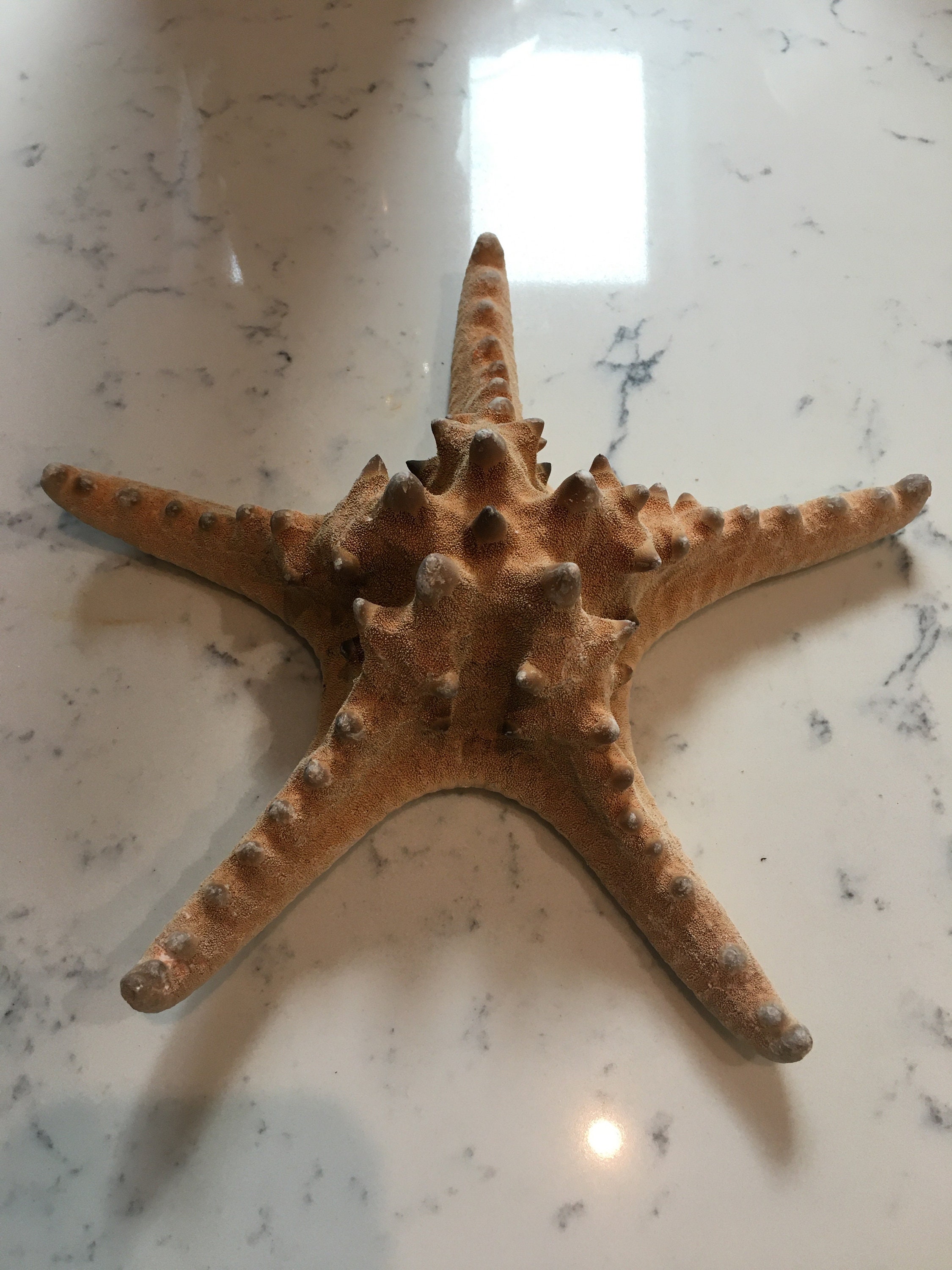 Real Starfish Giant Knobbly Starfish Dried Sea Star Giant Nodulated ...