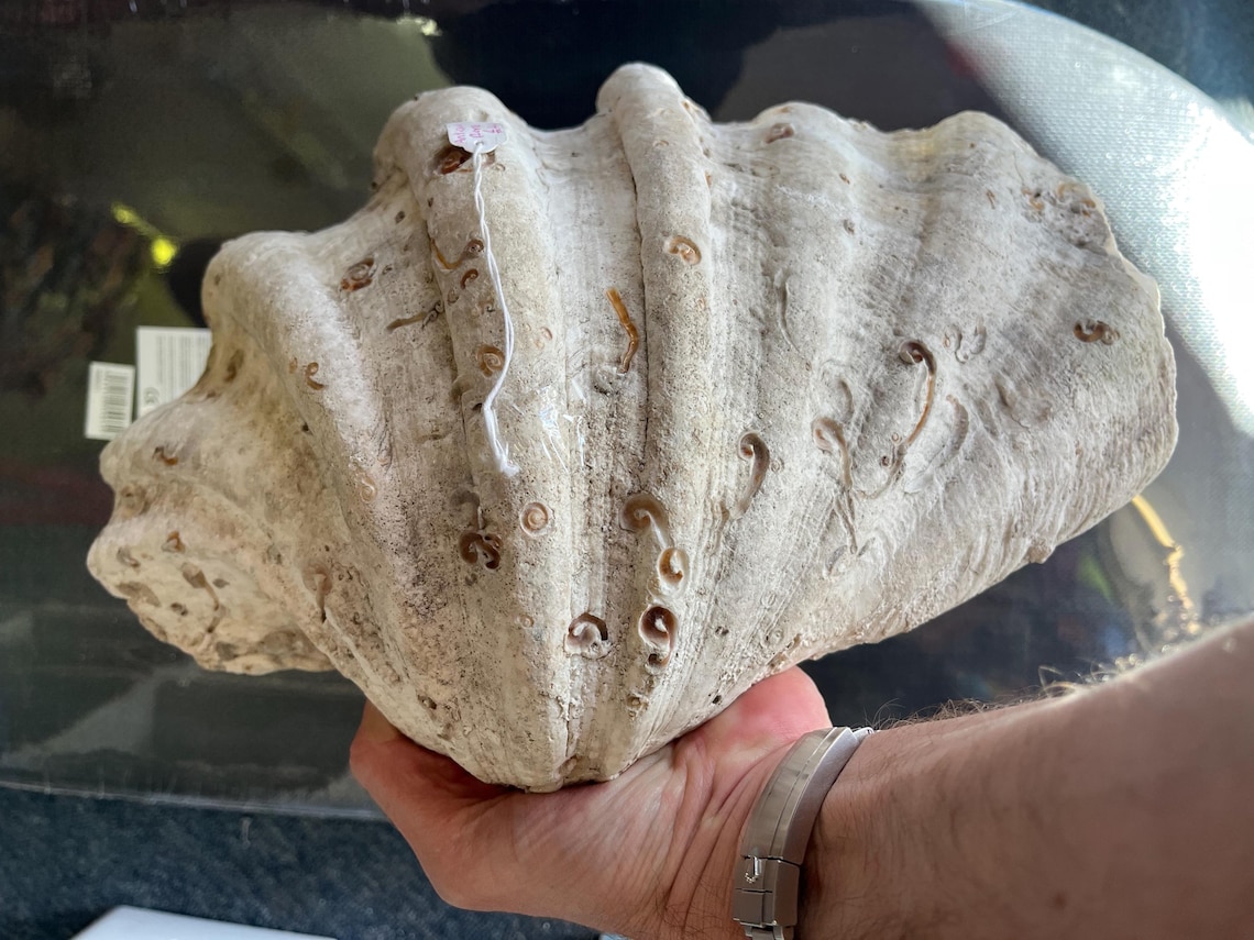 Giant Clam Shell Real Sea Shell Rare Strawberry Bear Claw Clam Horses ...