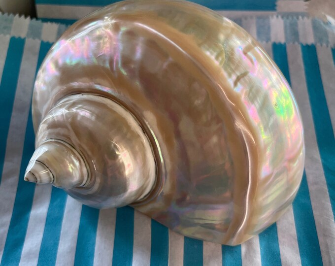 Turbo Marmoratus Shell Giant Green Turban Sea Shell Rare Antique Shell ...