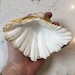 Giant Clam Shell Strawberry Bear Claw Clam Horses Hoof Clam Rare ...