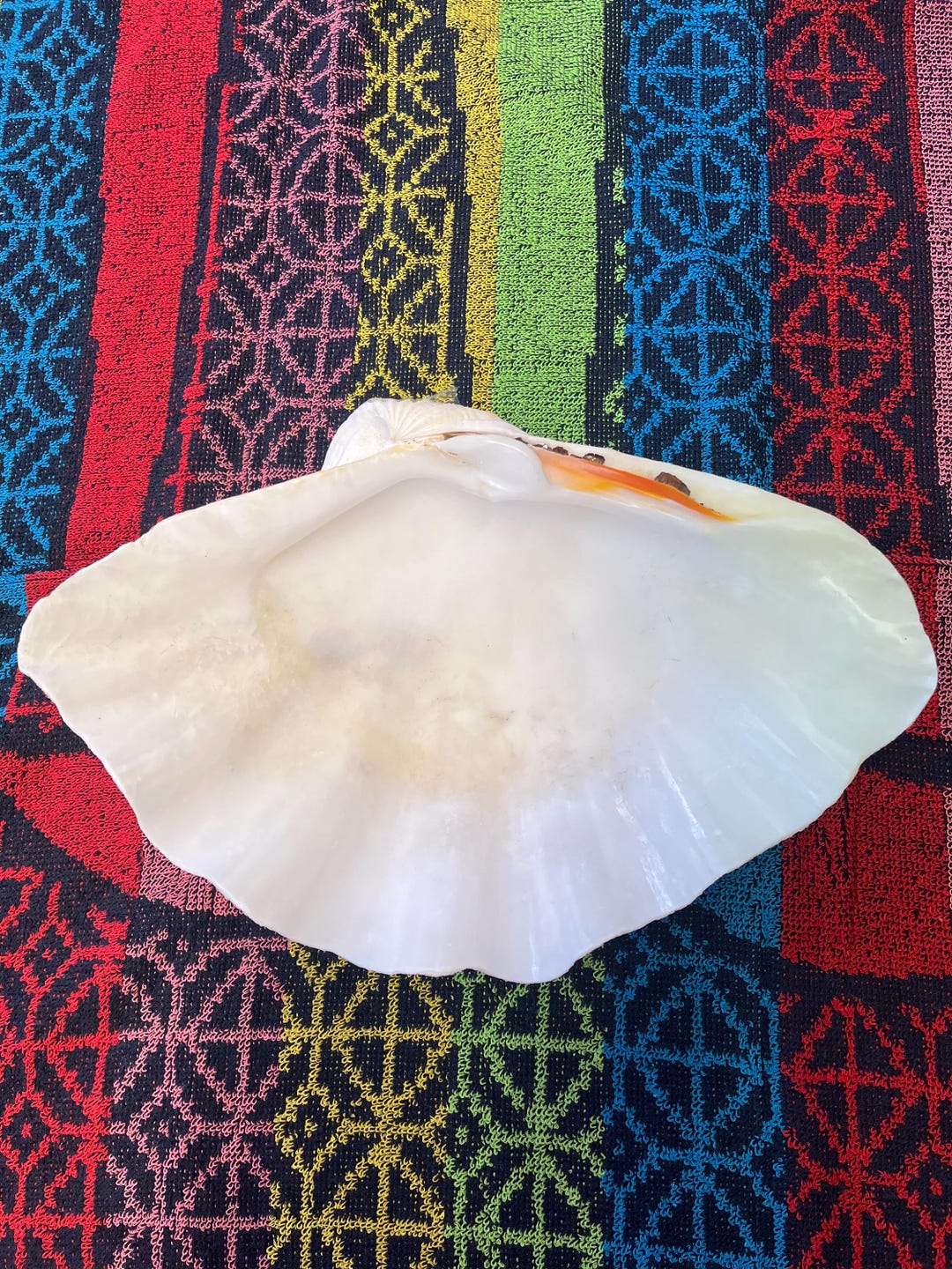 Giant Clam Shell Real Sea Shell Rare Strawberry Bear Claw Clam Horses ...