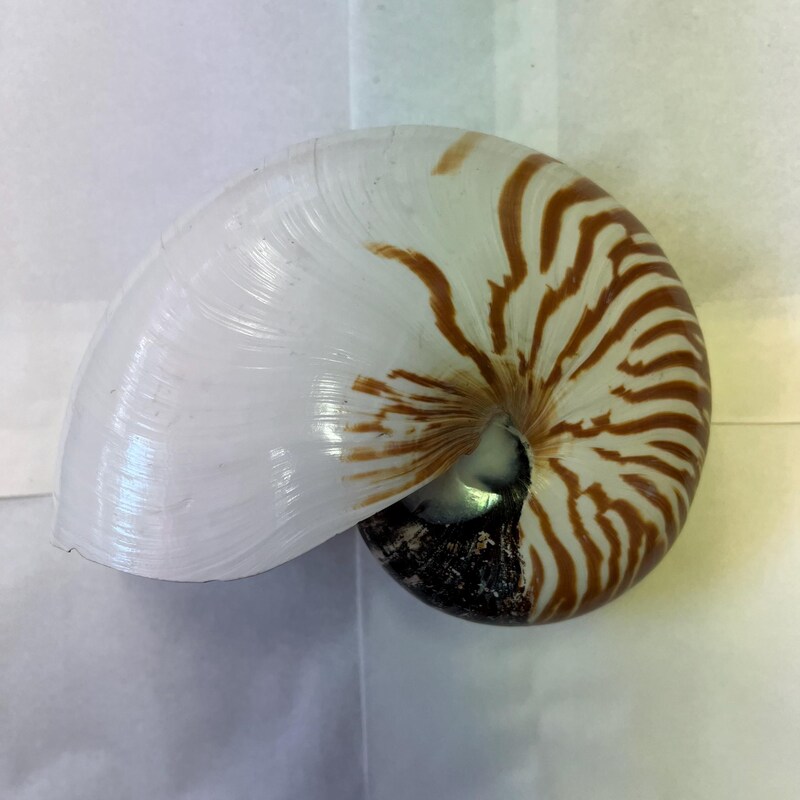 Chambered Nautilus - Etsy