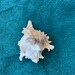 White Murex Shell Small Sea Shell Cleaned From Philippines Natural ...