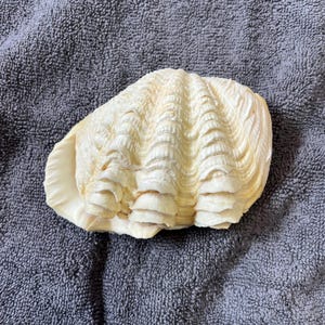 Giant Clam Sea Shell Complete Pair Fluted Clam Trinket Dish Display ...