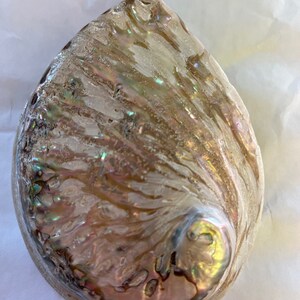 Abalone Shell Natural Polished Sea Shell Display Smudging Paulo Santo ...
