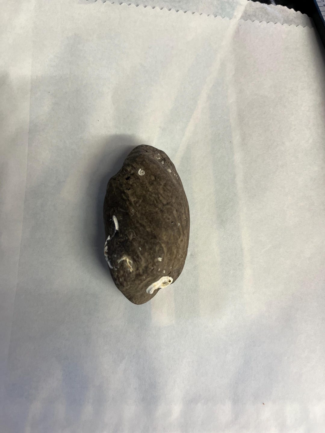 Ichthyosaur Coprolite Fossil Poo From Marine Reprile Ichthyosaur or ...