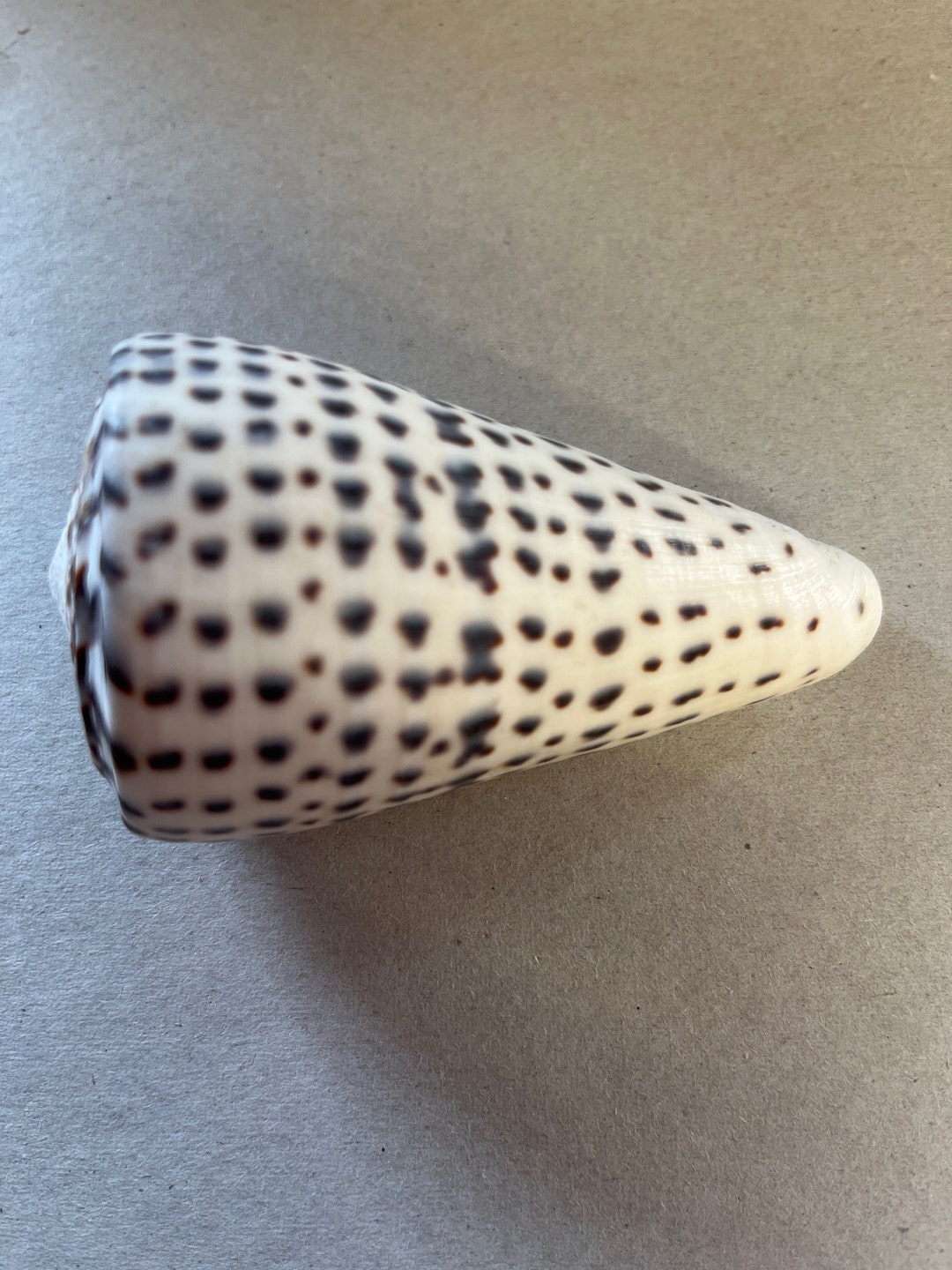 Leopard Cone Shell Seashell Conus Leopardus Genuine Real Natural Shell ...