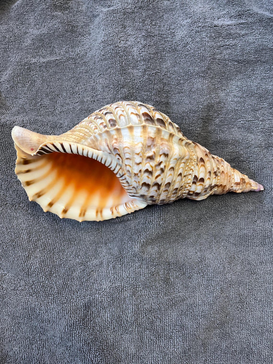 Trumpet Triton Shell Charonia Tritonis Natural Rare Antique Sea Shell ...