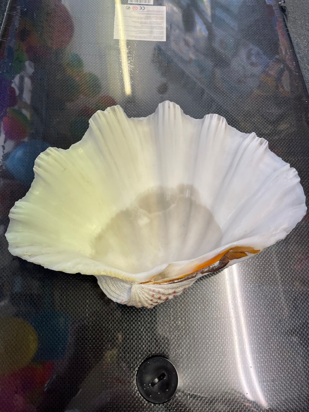 Giant Clam Shell Strawberry Bear Claw Clam Horses Hoof Clam Natural ...