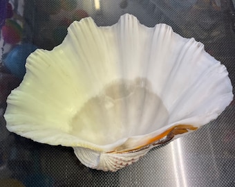 Turbo Marmoratus Shell Giant Green Turban Sea Shell Rare Antique Shell ...