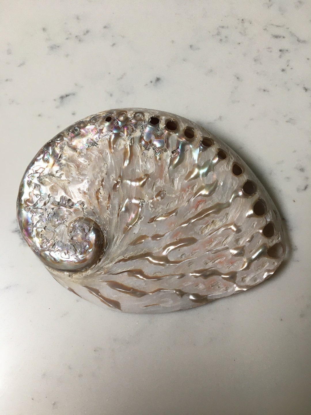 Abalone Shell Natural Polished Sea Shell Display Smudging - Etsy