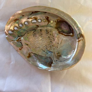 Abalone Shell Natural Polished Sea Shell Display Smudging Paulo Santo ...