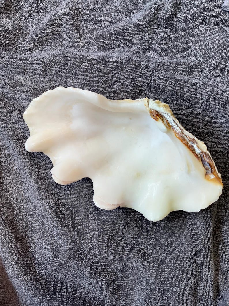 Giant Clam Sea Shell Fluted Clam Tridacna Squamosa Trinket Dish Display ...