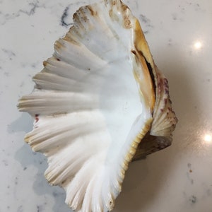 Giant Clam Shell Strawberry Bear Claw Clam Horses Hoof Clam Rare ...