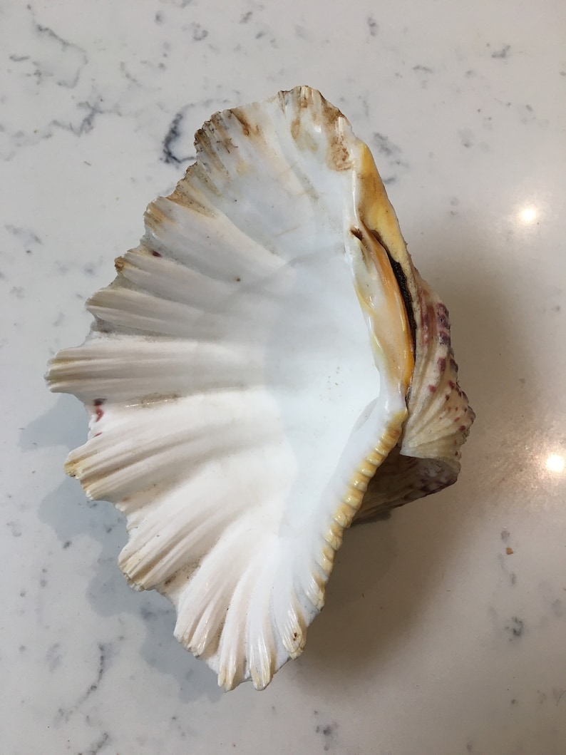 Giant Clam Shell Strawberry Bear Claw Clam Horses Hoof Clam Rare ...