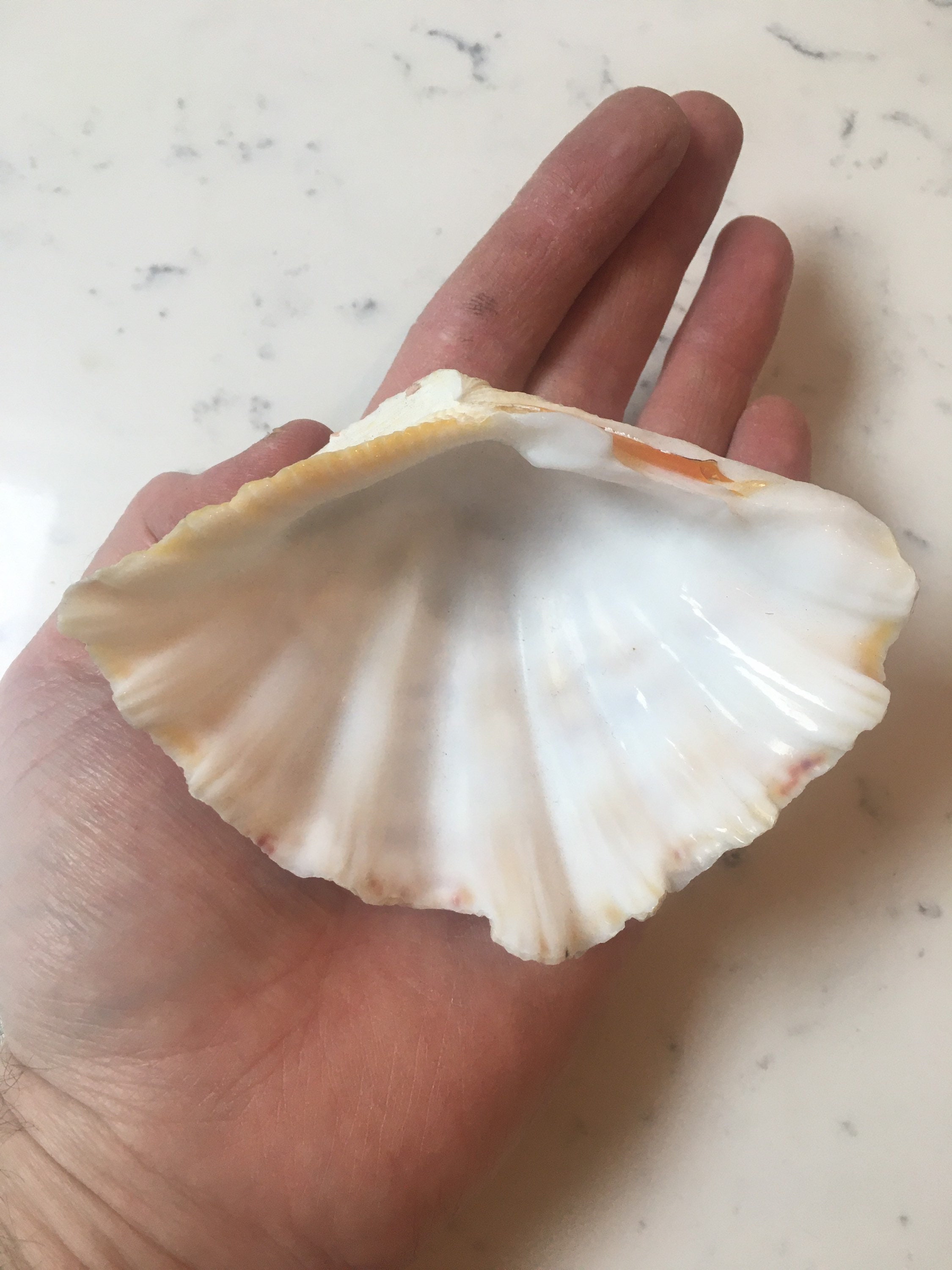 Giant Clam Shell Strawberry Bear Claw Clam Horses Hoof Clam - Etsy