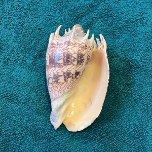 Imperial Volute Shell Cymbiola Imperialis Natural Sea Shell Pattern Sea ...