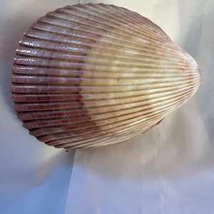 Giant Cockle Shell Dinocardium Clam Cockle Natural Sea Shell Complete ...
