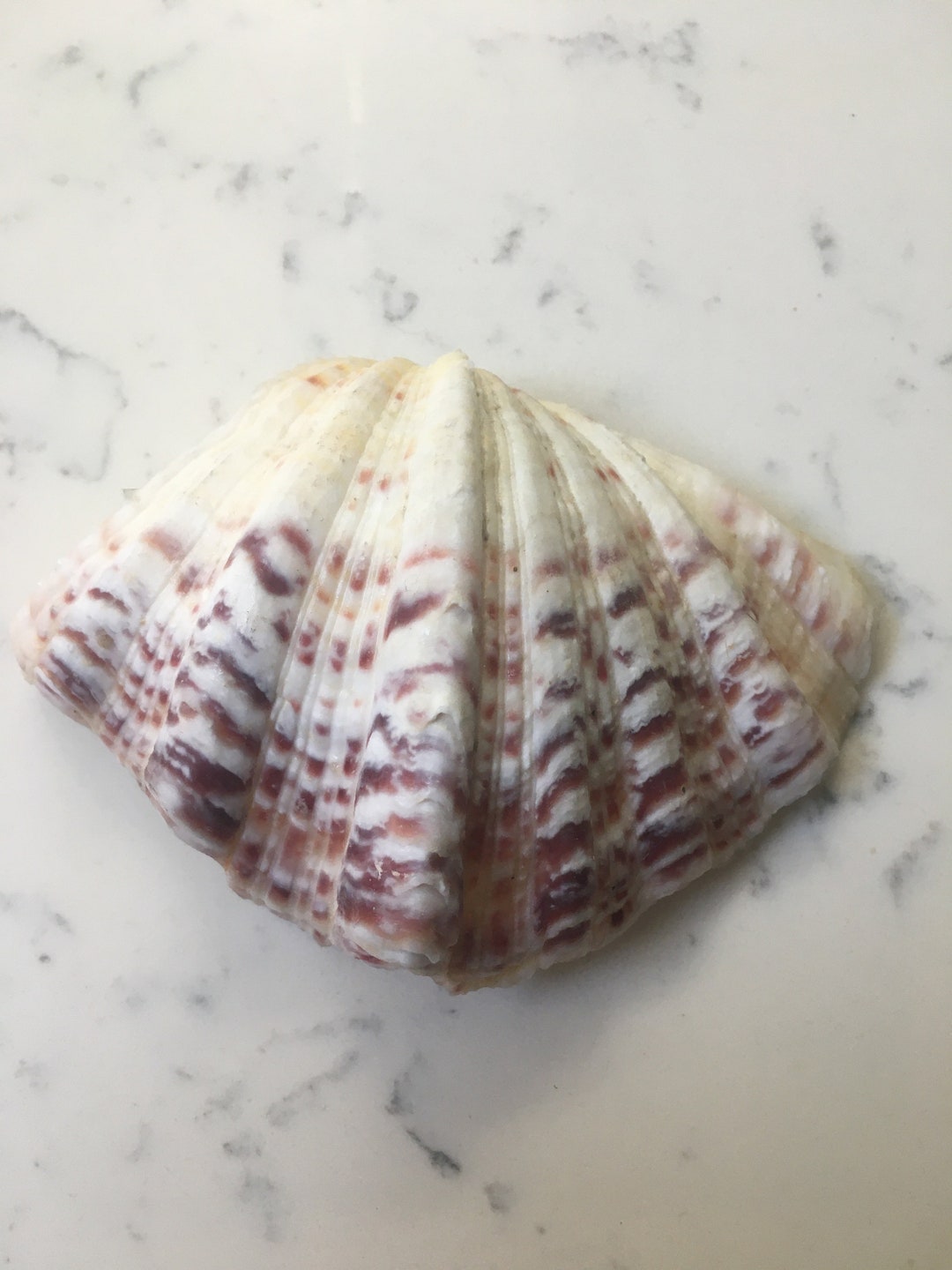 Giant Clam Shell Strawberry Bear Claw Clam Horses Hoof Clam Rare ...