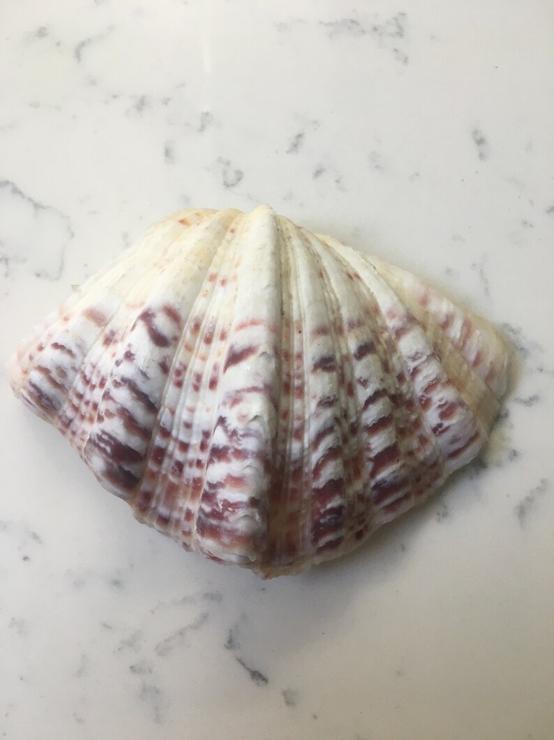 Giant Clam Shell Strawberry Bear Claw Clam Horses Hoof Clam Rare ...