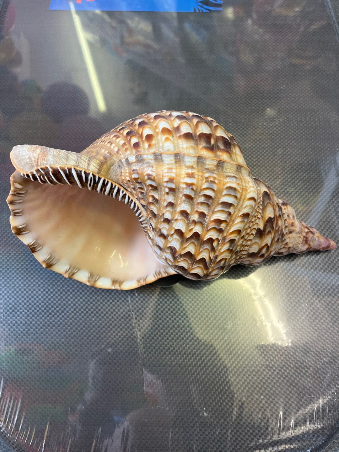 Trumpet Triton Shell Charonia Tritonis Rare Antique Sea Shell Giant ...