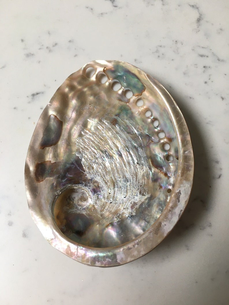 Abalone Shell Natural Polished Sea Shell Display Smudging - Etsy