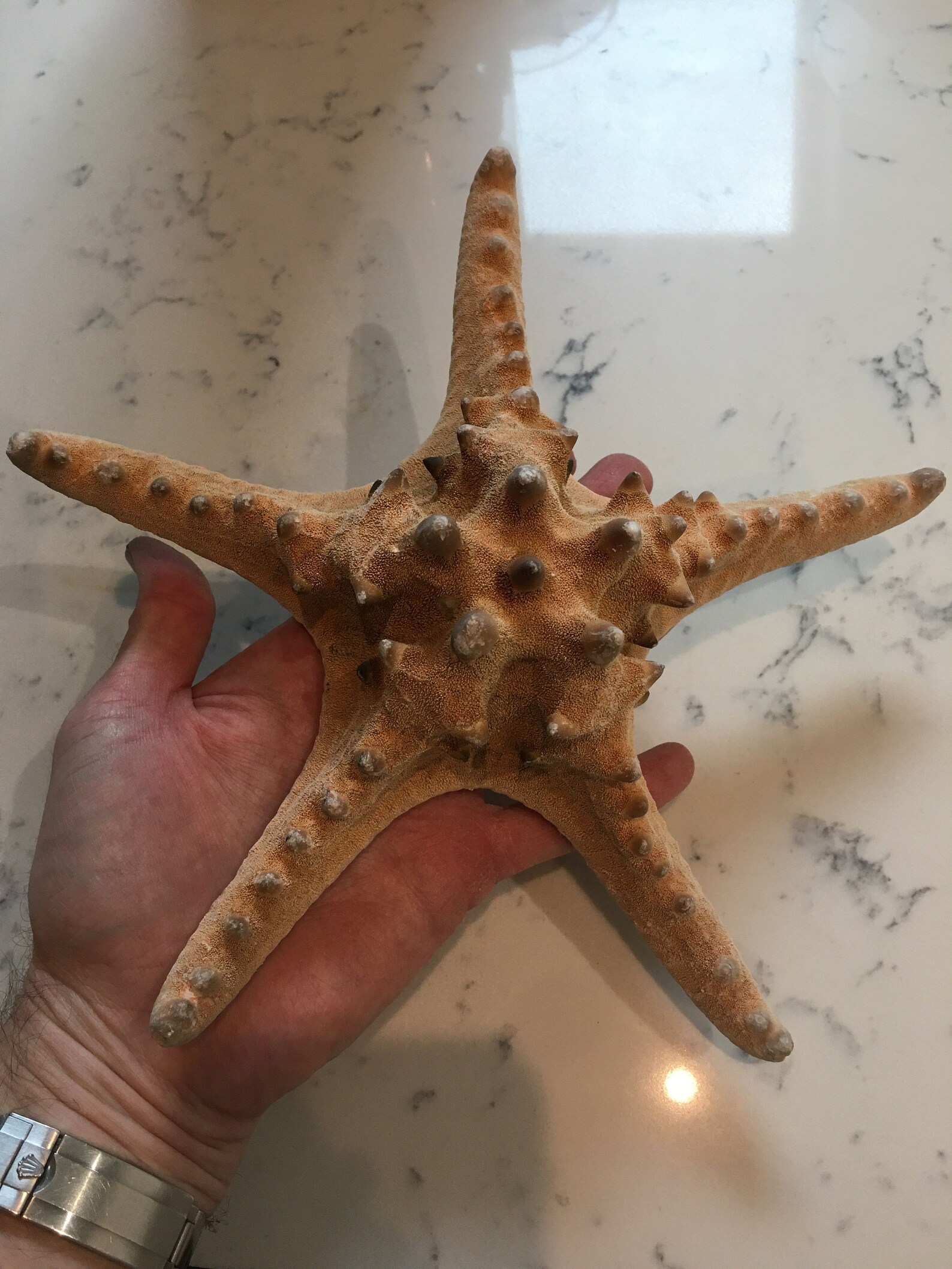 Real Starfish Giant Knobbly Starfish Dried Sea Star Giant Nodulated ...