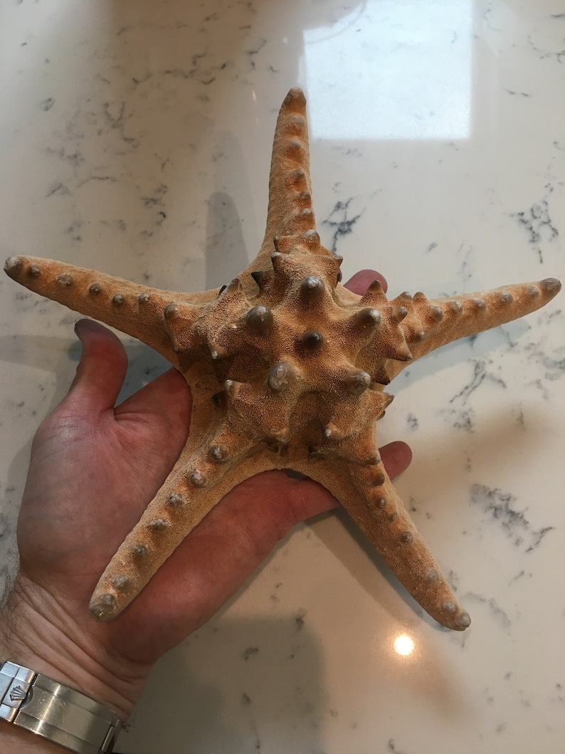 Real Starfish Giant Knobbly Starfish Dried Sea Star Giant Nodulated ...
