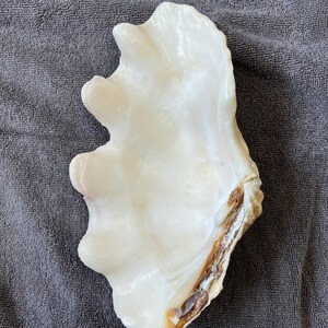 Giant Clam Sea Shell Fluted Clam Tridacna Squamosa Trinket Dish Display ...