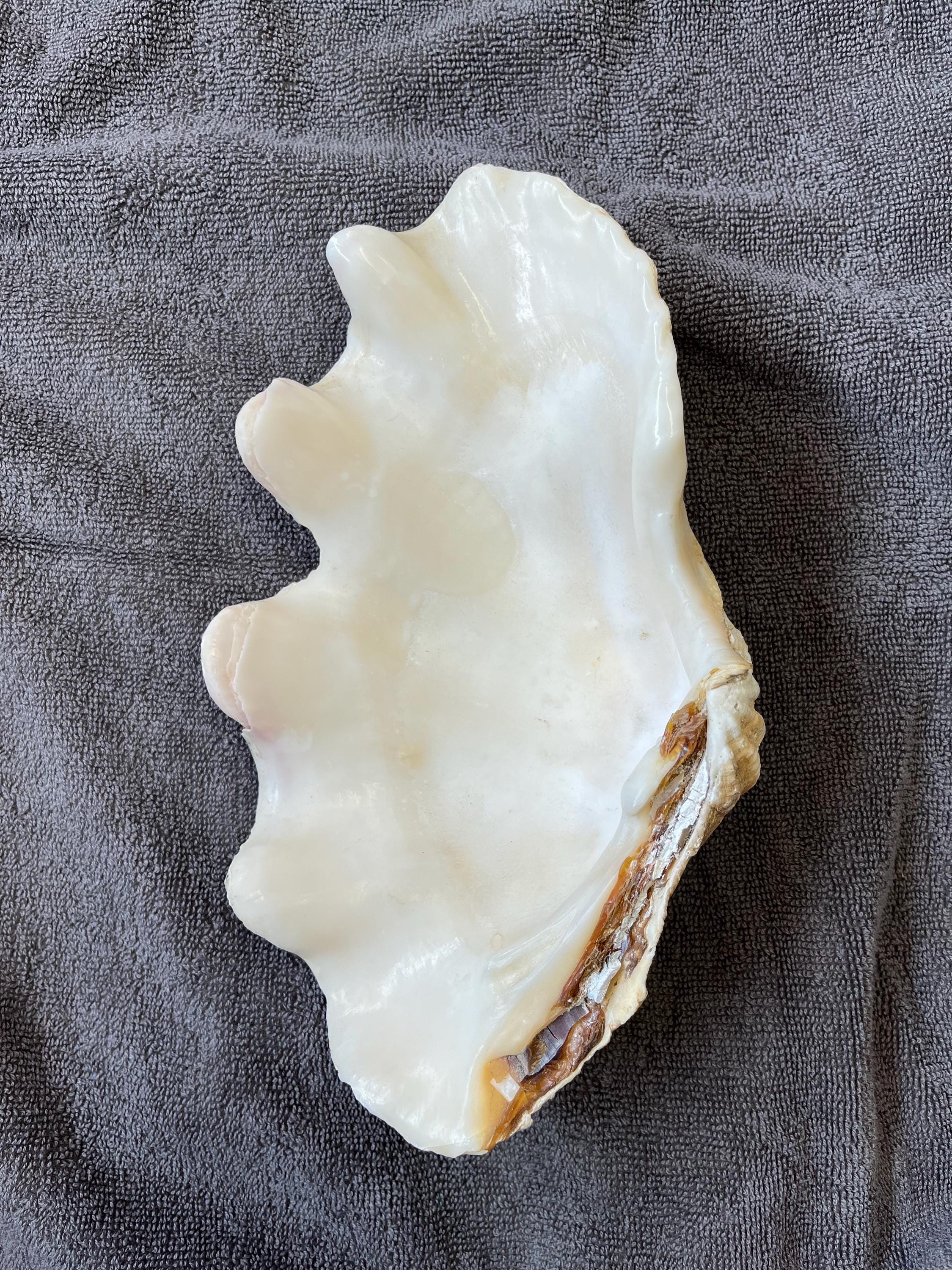 Giant Clam Sea Shell Fluted Clam Tridacna Squamosa Trinket Dish Display ...
