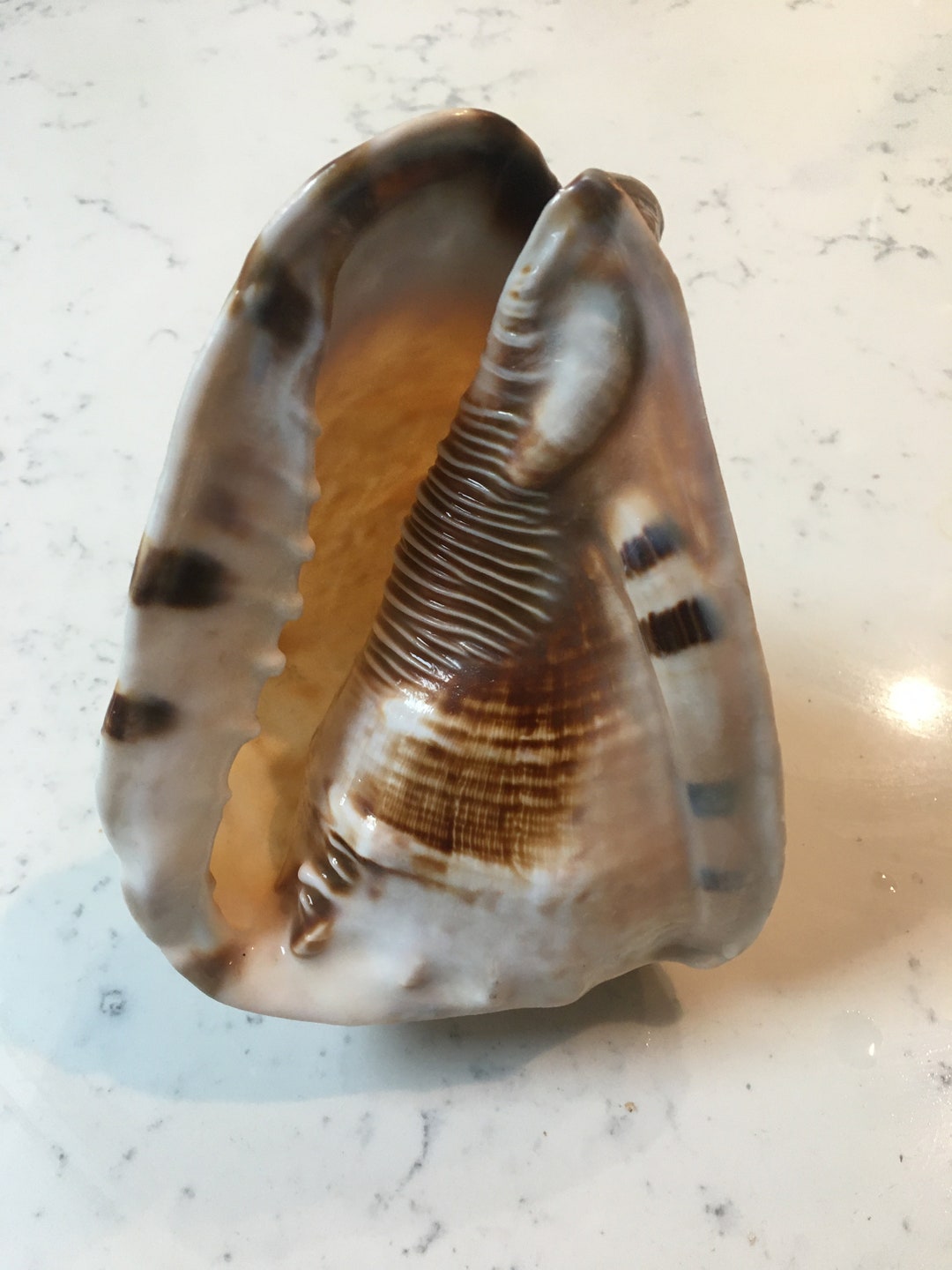 King Helmet Shell Natural Conch Sea Shell Rare Cassis Tuberosa Wedding ...
