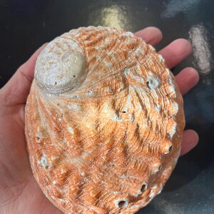 Red Abalone Shell Natural Stunning Red Orange Raw Sea Shell Haliotis ...