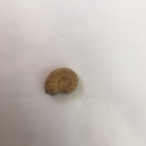 Fossil Ammonite Natural X 12 12 Pieces Mini Fossils Stocking Fillers ...