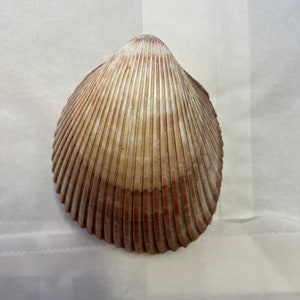 Giant Cockle Shell Dinocardium Clam Cockle Natural Sea Shell Complete ...