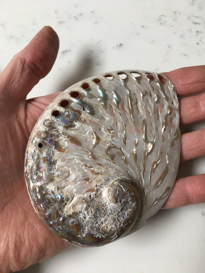 Abalone Shell Natural Polished Sea Shell Display Smudging - Etsy